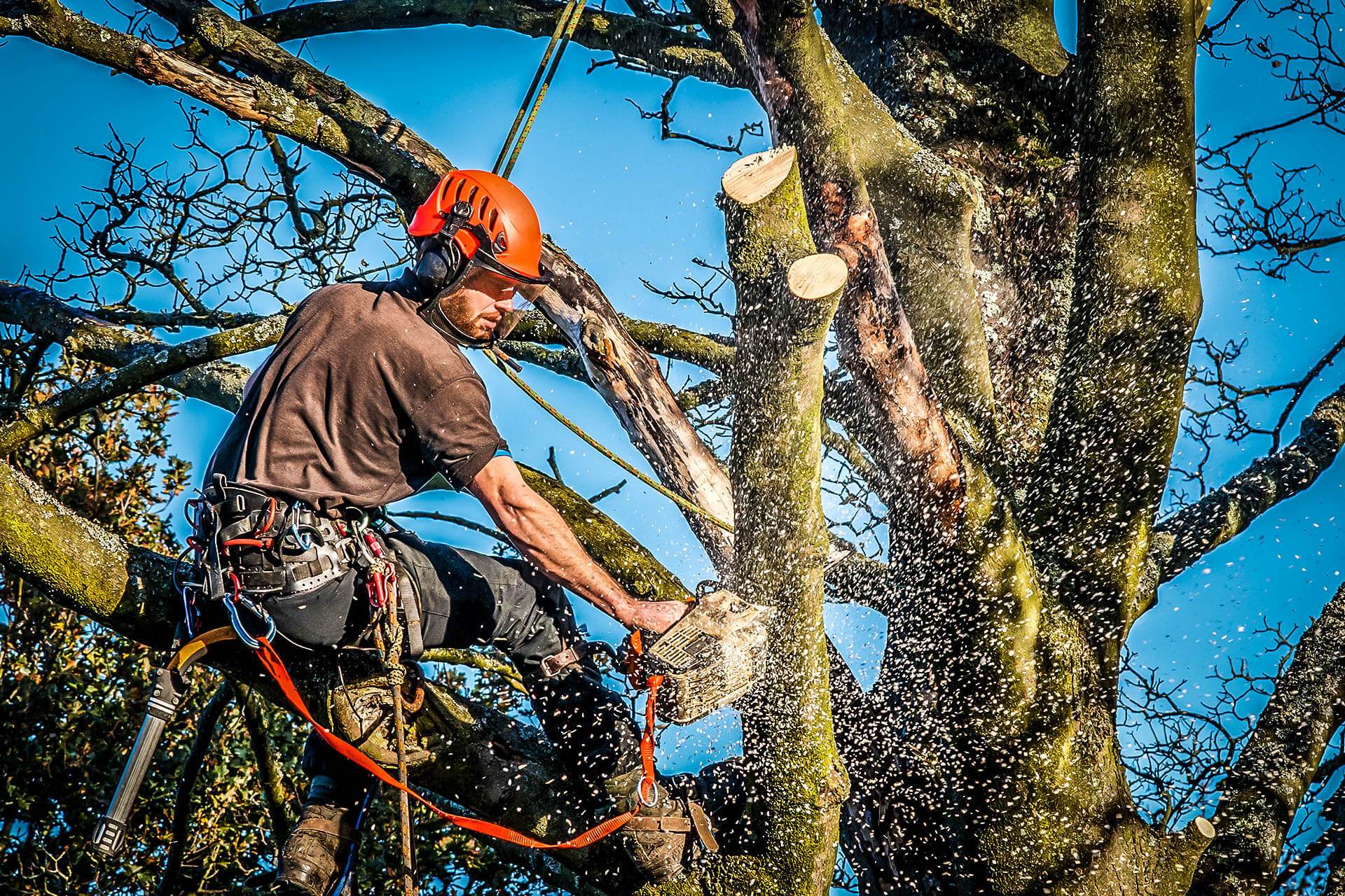 Tree Service of San antonio – Tree Service